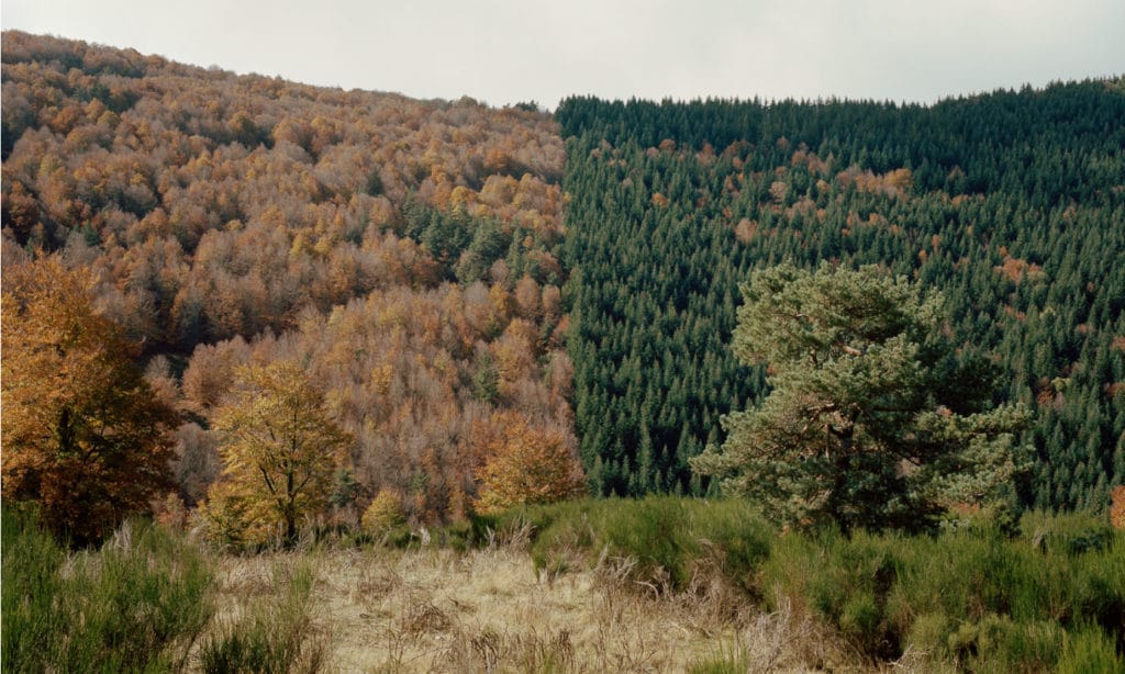 Kalliope - Law firm driven by nature.